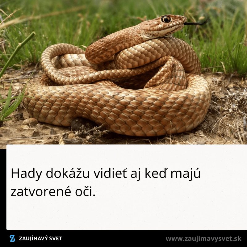 O tejto unikátnej schopnosti hadov vie málokto