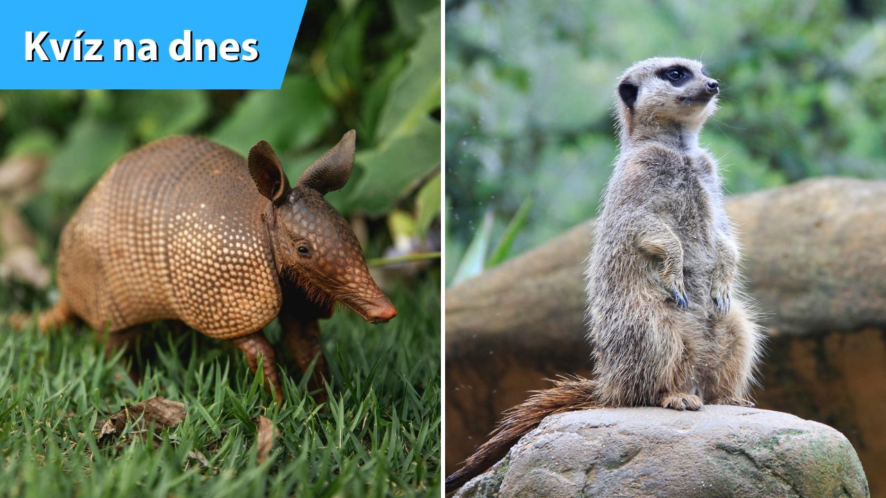 Spoznáte tieto neobvyklé zvieratá z celého sveta? Otestujte sa!