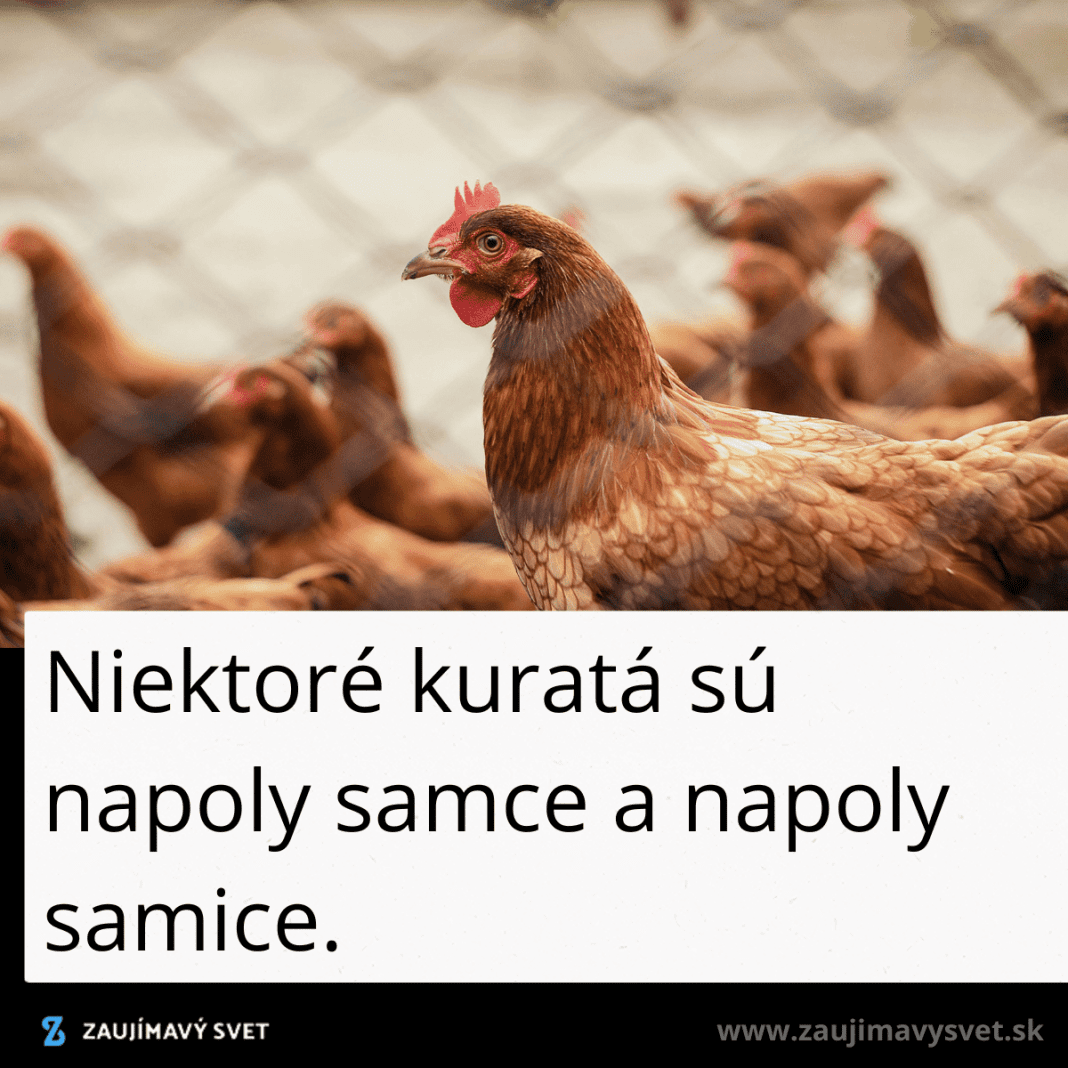 Náhodné zaujímavosti: ktoré zviera má 32 mozgov a ako dlho sú slony ...