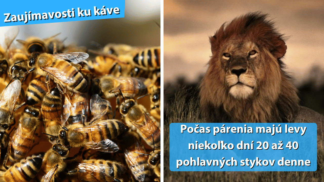 Náhodné zaujímavosti: ako prebieha párenie levov a koľko času strávime ...