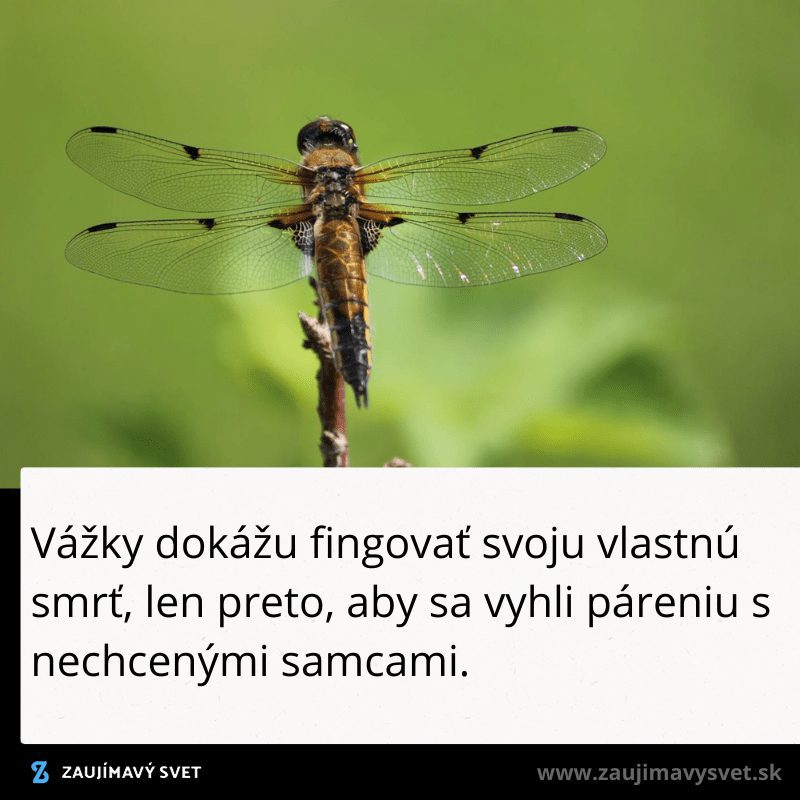 Vážky predstierajú vlastnú smrť - môžu za to náruživí samci?