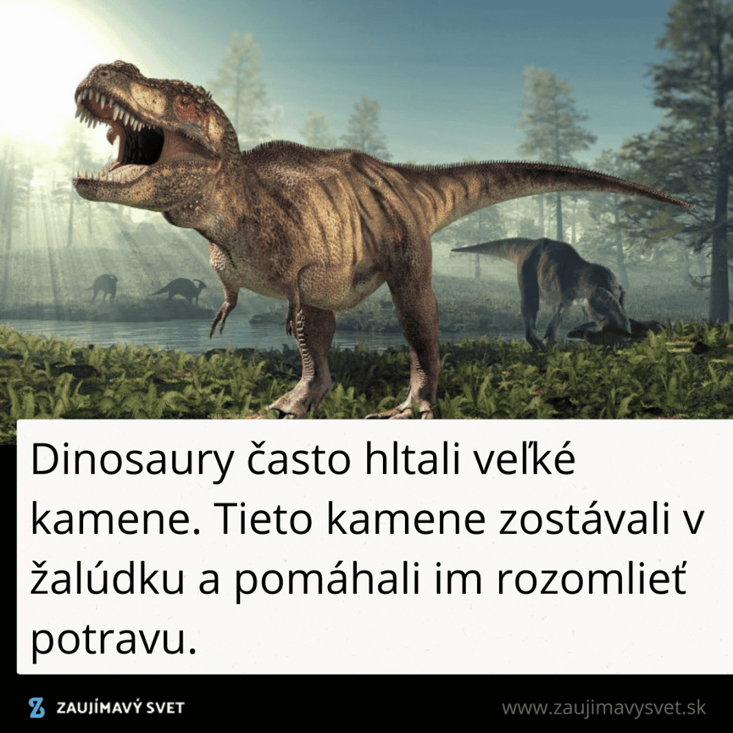 Náhodné zaujímavosti: koľko rokov sa dožil najstarší pes na svete a ...
