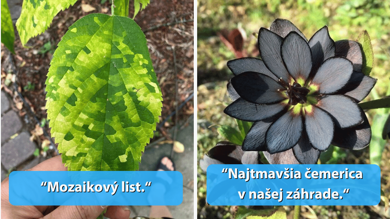 10 fotografií rastlín, ktoré vyzerajú ako z iného sveta