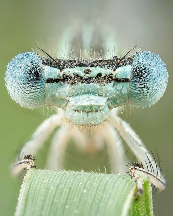 10 dychberúcich makrofotografií, ktoré vám ukážu bežne neviditeľné detaily