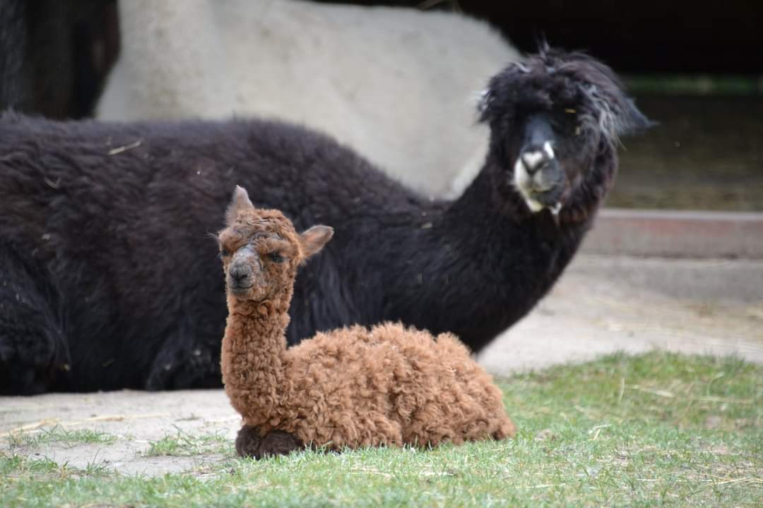 Alpaka - zviera, ktoré si získa vašu pozornosť i srdce!