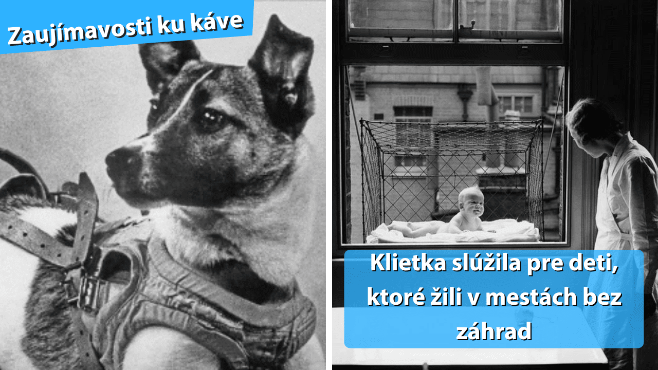 Náhodné zaujímavosti: ako v skutočnosti zahynula Lajka a ktorá kniha je ...