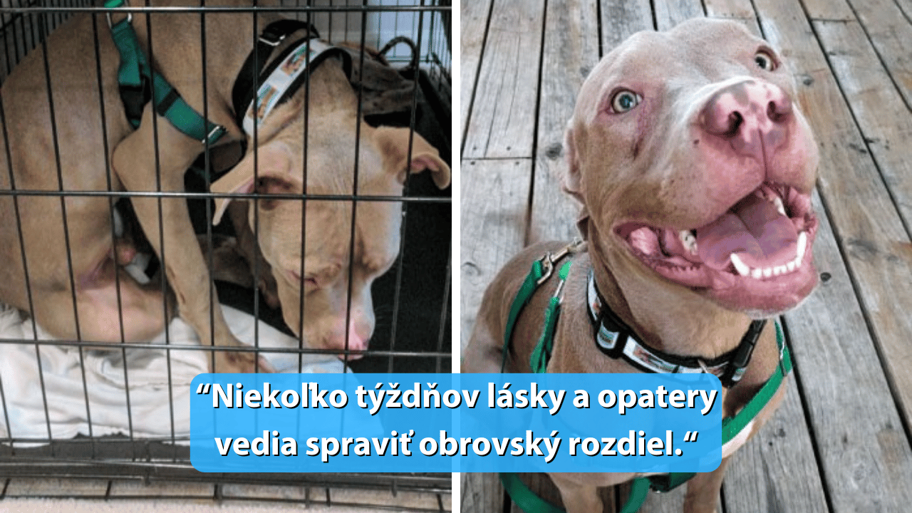 10 srdcervúcich premien adoptovaných psíkov, ktoré musíte vidieť