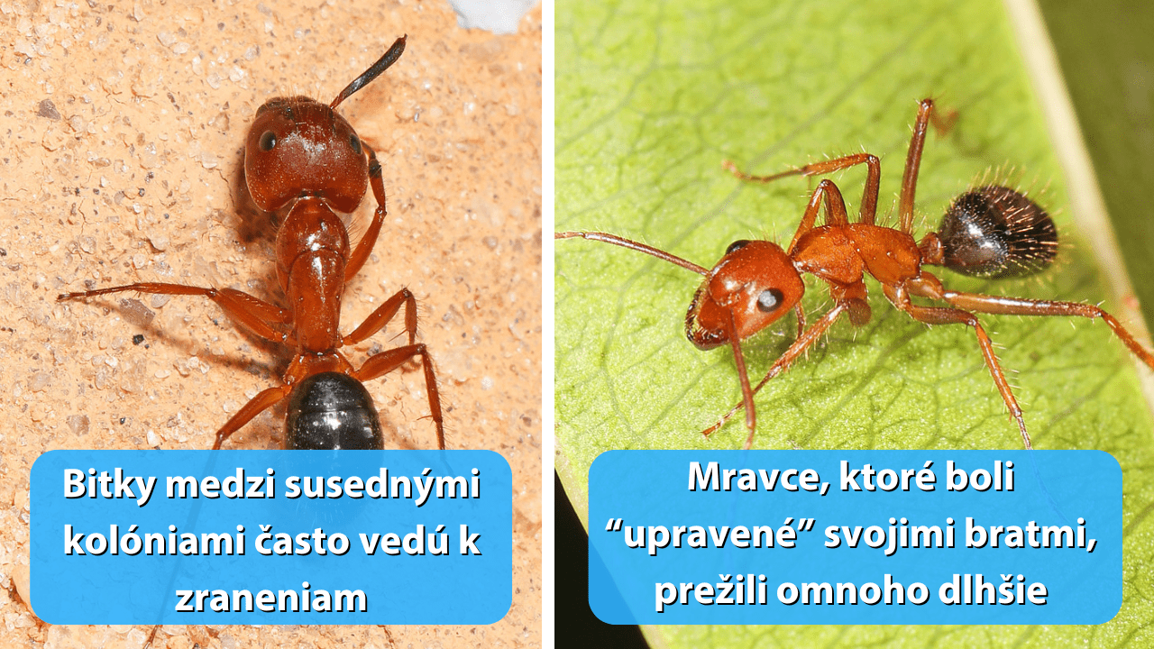 Floridské mravce si navzájom amputujú nohy. Robia to preto, aby prežili