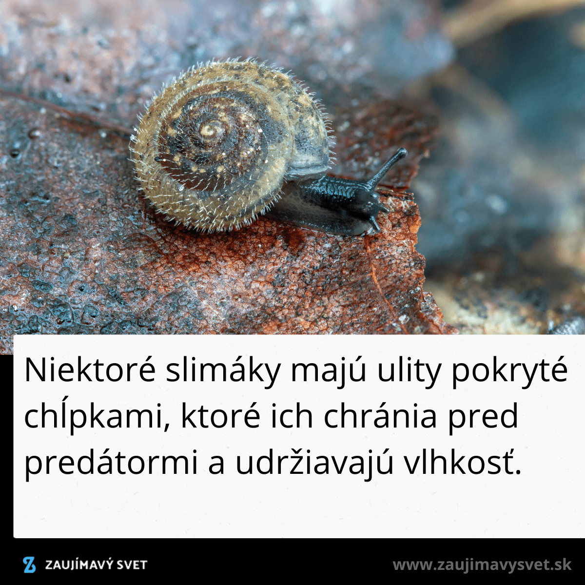 Zaujímavosti ku káve, ktoré ti rozšíria obzory #1916 – chlpaté ulity ...