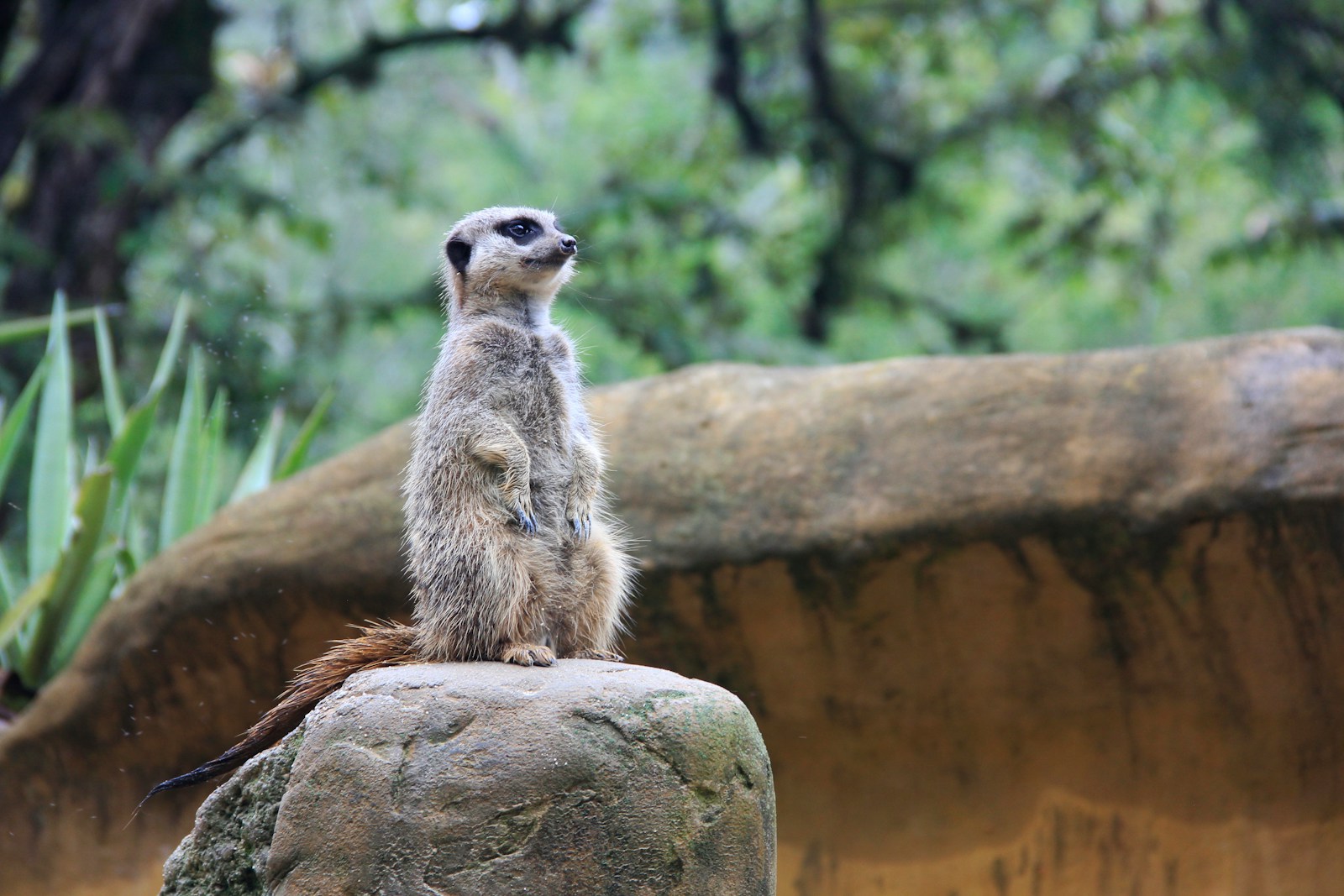 Kvíz: Poznáte exotické zvieratá? Otestujte sa a priraďte ich mená k ...