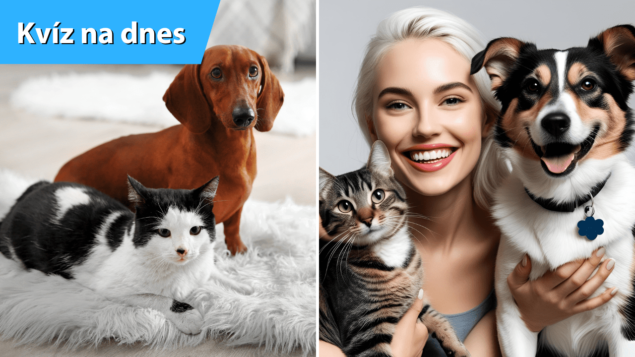 Kvíz pre milovníkov zvierat: Spoznáte plemená psov a mačiek podľa fotky?