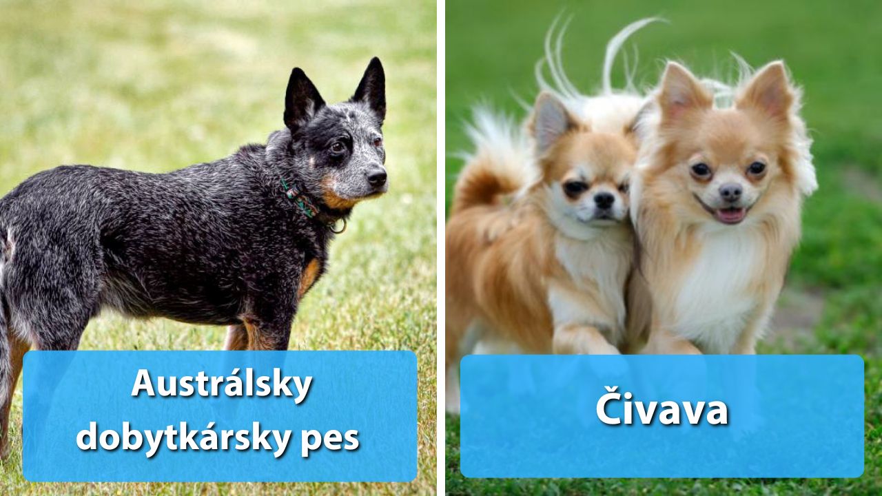 Plemená psov, ktoré patria k najzdravším. Prežijú pri vás šťastný život ...