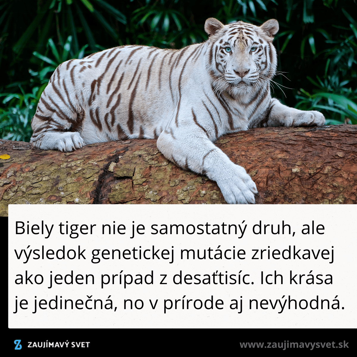 Zaujímavosti ku káve, ktoré ti rozšíria obzory #2056 – biely tiger ako ...