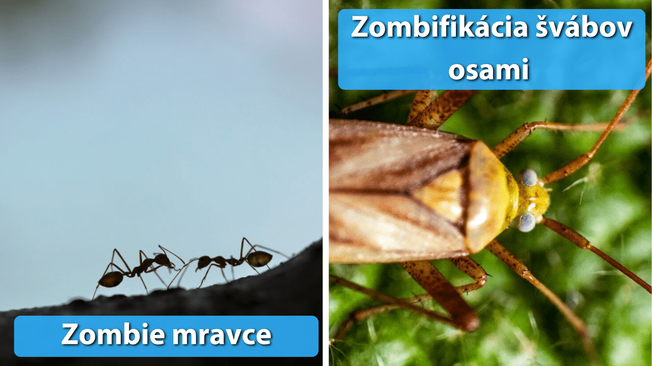 10 desivých faktov zo sveta prírody