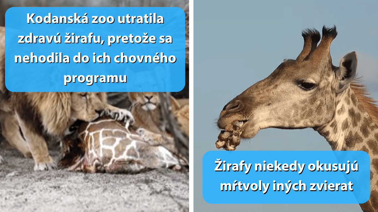 10 prekvapivých faktov a príbehov o žirafách, ktoré ste (možno) ani ...