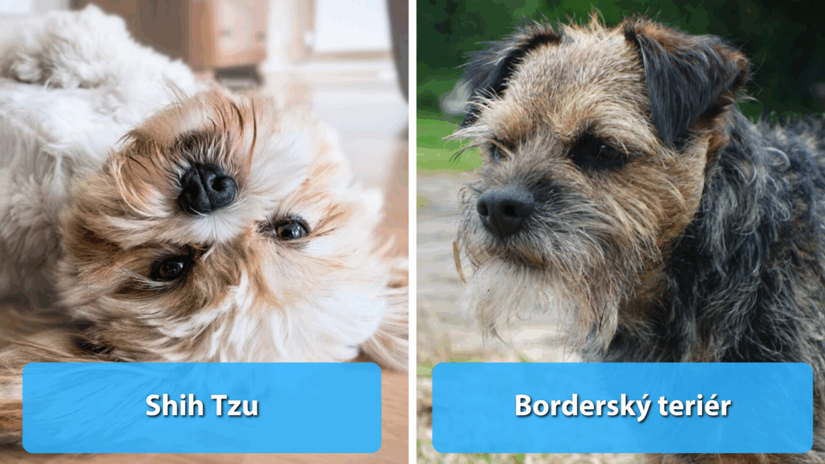 5 psích plemien, ktoré sa hodia aj do zaneprázdnenej domácnosti