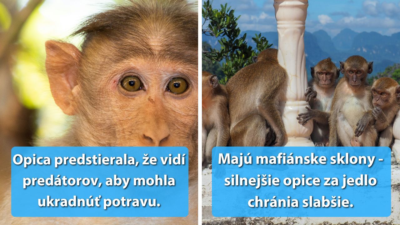 Opice, ktoré kradnú, vyjednávajú a predstierajú - sú rovnakí ako ľudia ...