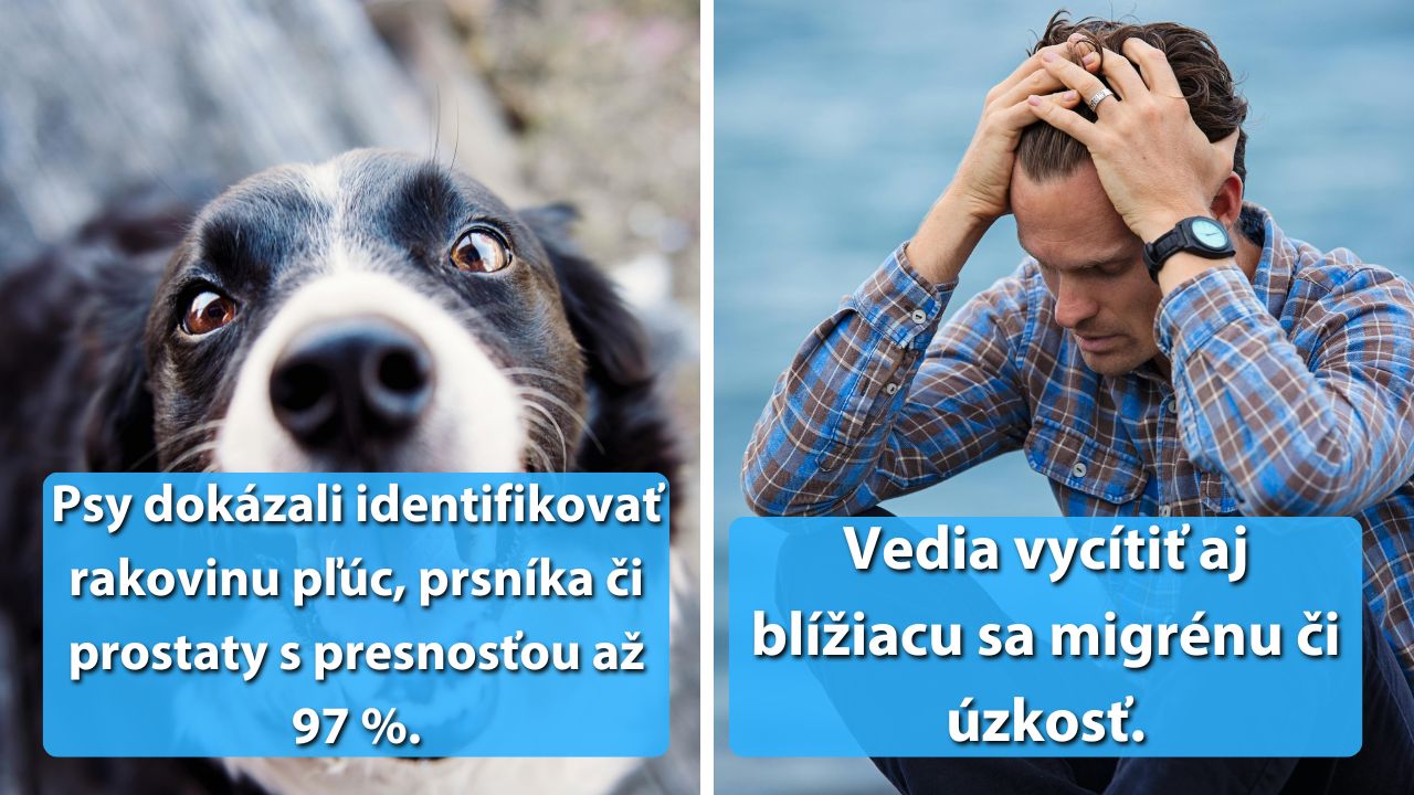 Psy – naši tichí a nenahraditeľní strážcovia: Čo všetko dokážu vycítiť?