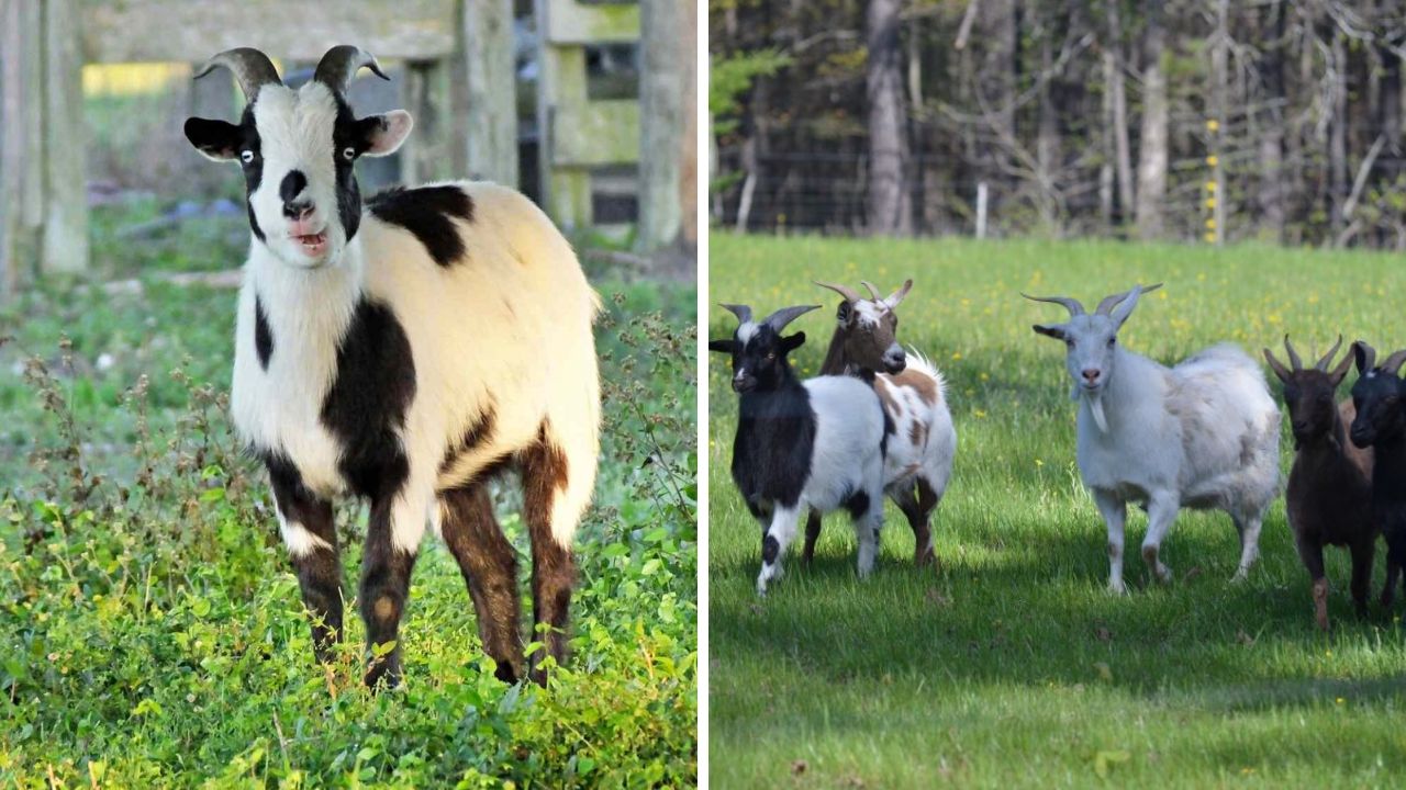 Kozy, ktoré „omdlievajú“: genetika, história a fakty!