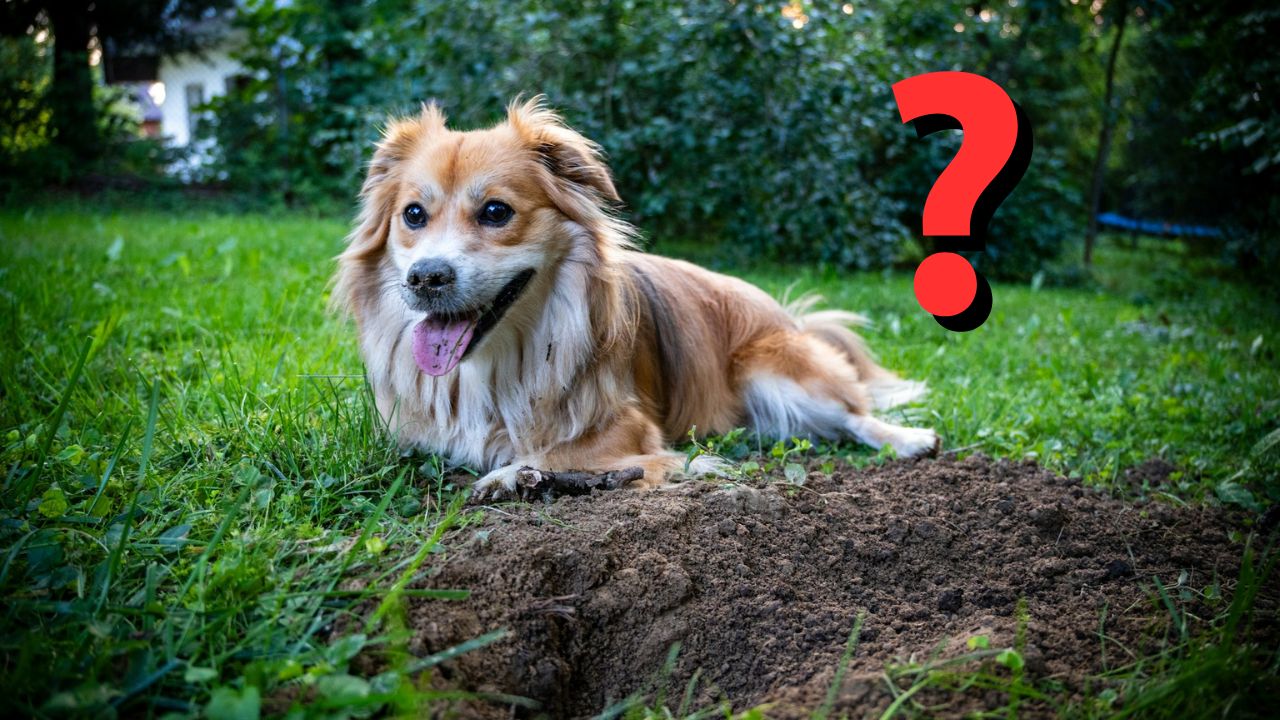 Zaujímavé otázky: Prečo psy zakopávajú rôzne predmety?