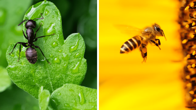10 zaujímavostí o sovách: Čím sú tak výnimočné?