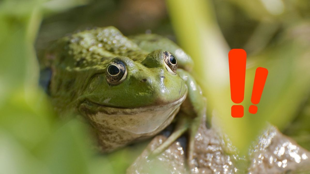 Unikátny prípad, aký lekári ešte nevideli: Žena dostala vzácnu parazitickú infekciu pľúc po ...