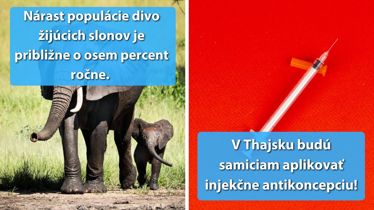 Antikoncepcia pre slony! V Thajsku chcú zabrániť absolútnemu premnoženiu.