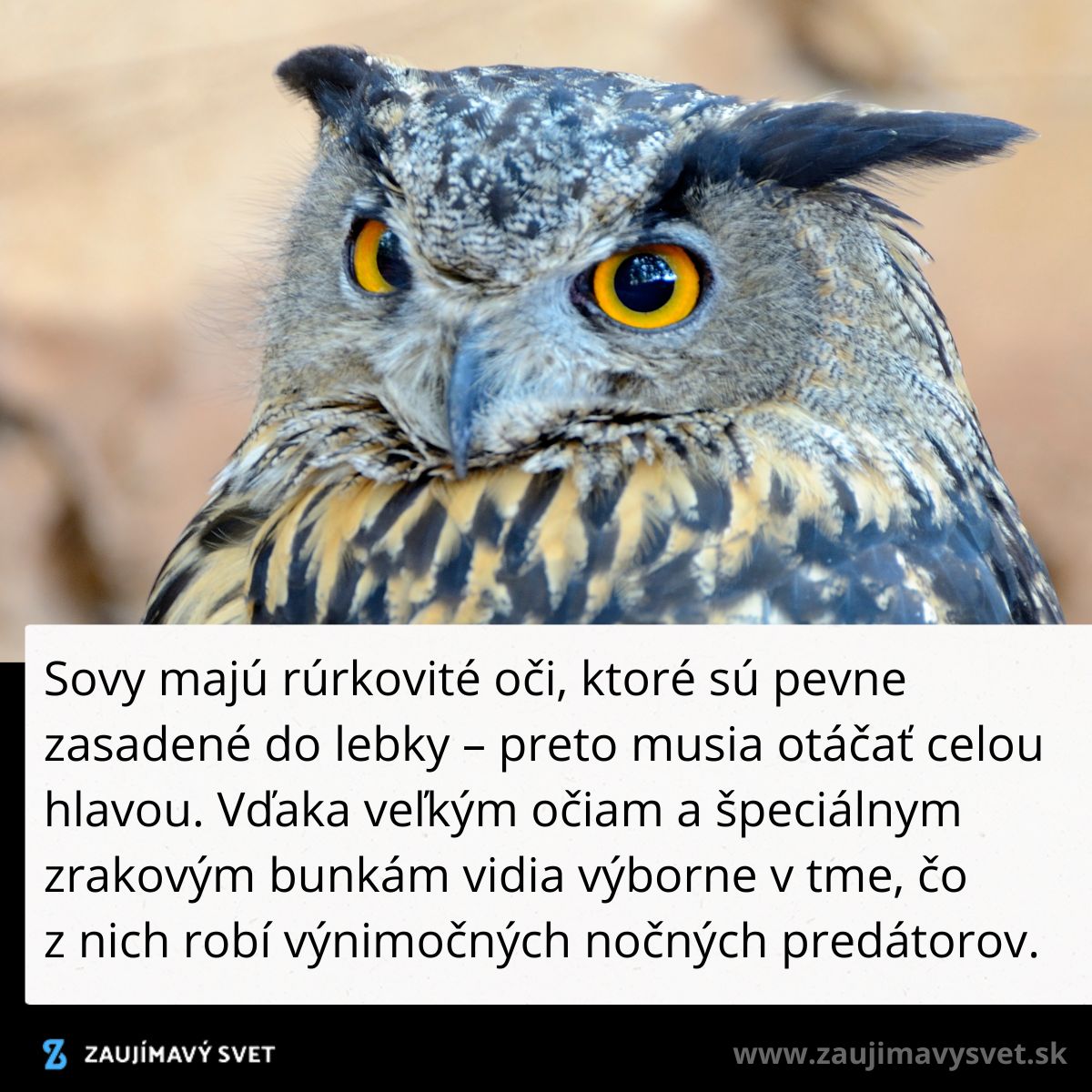 Zaujímavosti ku káve, ktoré ti rozšíria obzory #2310 – aký zrak majú ...